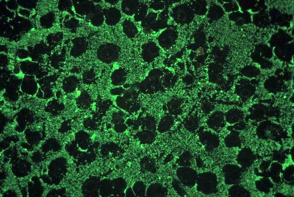 Biomedical Diagnostics und Health Monitoring - IFA-RP